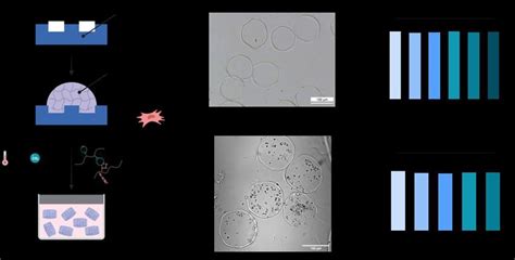 Cell Encapsulation In Alginate Based Spaac Microgels A Schematic Download Scientific Diagram
