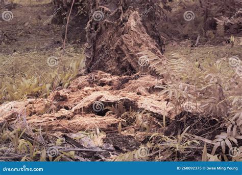 The Fallen Decompose Tree Trunk At The Plantation Stock Image Image