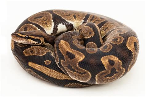 Pitón Bola Python Regius Serpiente Aislado Sobre Fondo Blanco Foto
