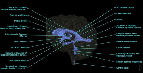 Brain Mri 3d Normal Anatomy E Anatomy