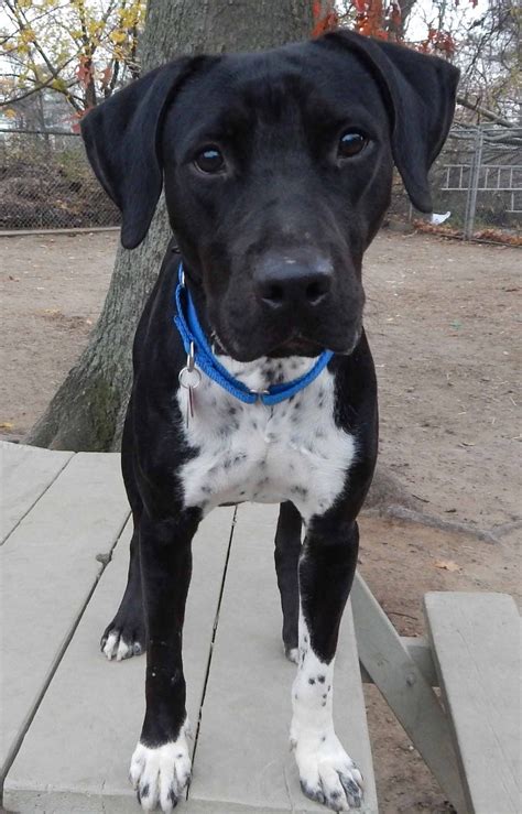 Black Lab Pointer Mix Puppies For Sale At Stefanie Norton Blog