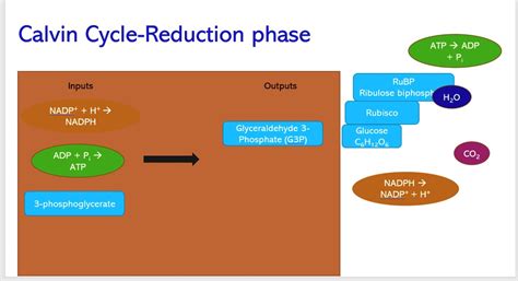 Inputs And Outputs Of Calvin Cycle