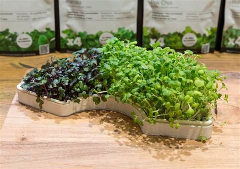 Microgreens Easy Guide How To Grow Micro Plants At Home