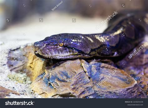 Reticulated Python Snake Reptile Reptiles Amphibian Stock Photo 2230255339 Shutterstock