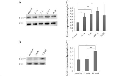 the c src kinase was activated by inflammatory factors and high glucose