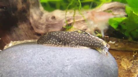 Finally Side View Look At That Pattern Tumbex Finally Side View Look At That Pattern Tumbex