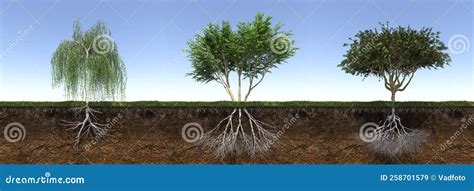 Tree Root System 3d Render Stock Illustration Illustration Of Botanical Botany 258701579