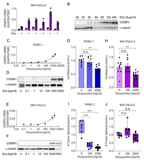 Doxycycline Dose Dependent Induction Of Cebpδ Regulates Proliferation