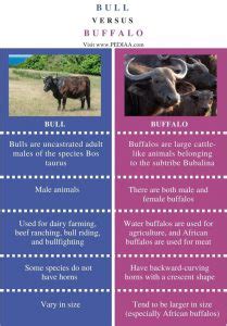 What Is The Difference Between Bull And Buffalo Pediaa Com