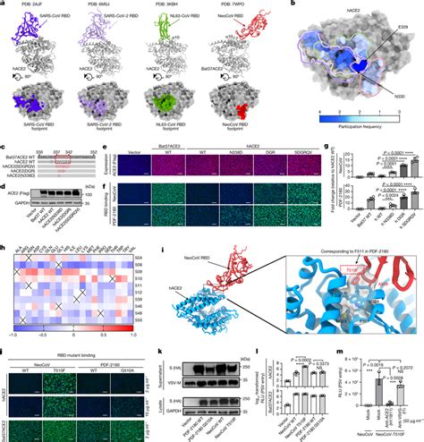 Molecular Determinants Affecting Hace2 Recognition By Neocov And Download Scientific Diagram