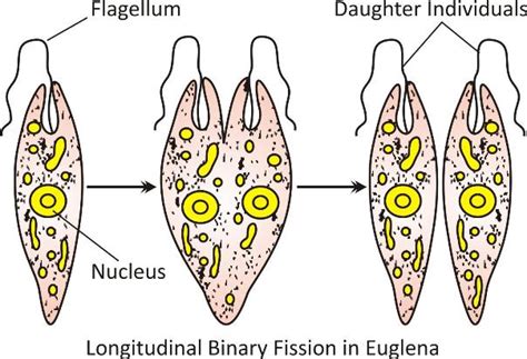 Binary Fission In Euglena