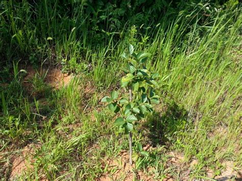 팔도건강식품 직영농장의 태추단감나무 모습 네이버 블로그