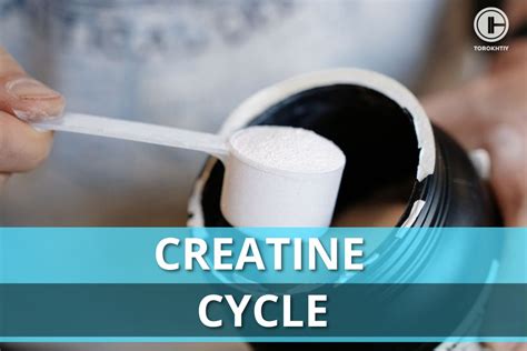 Creatine Cycle Is It Necessary For Optimal Results