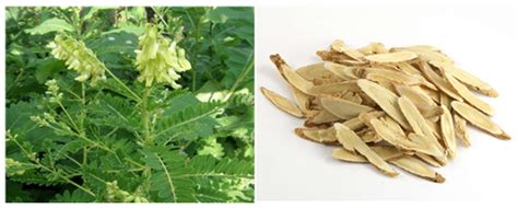 The Qi Of Huang Qi Understanding Its Multifaceted Actions In The