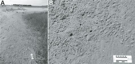 Sediment Mixing Caused By Burrowing And Surface Feeding Of Sand Fi