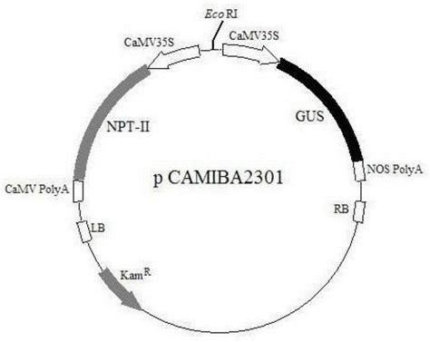 Transgenic Breeding Method Of Sweet Wormwood Eureka Patsnap