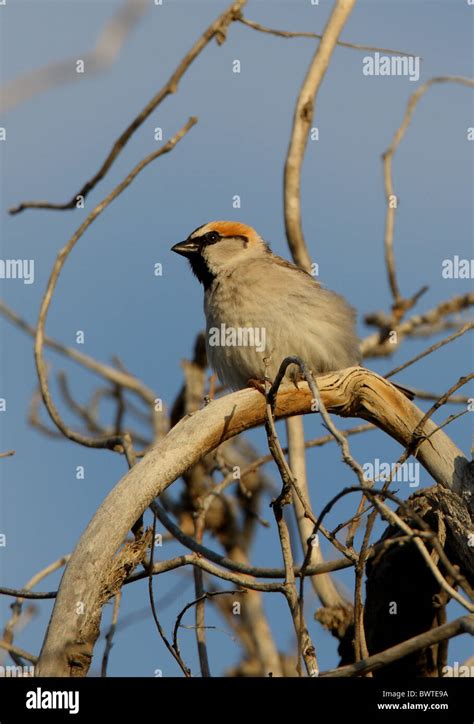 Saxaul Sparrow Passer Ammodendri Nigricans Adult Perched In Tree Almaty Province Kazakhstan