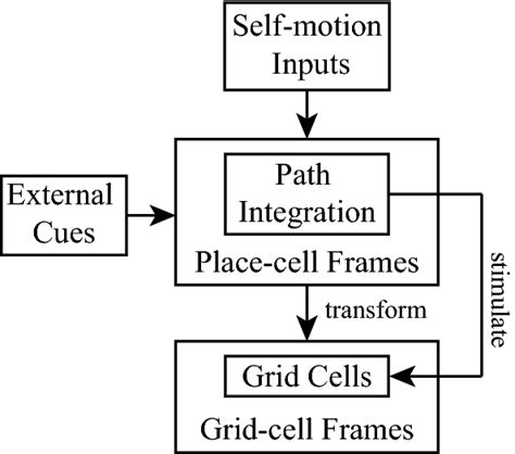 Modeling The Grid Cell Activity Based On Cognitive Space Transformationcognitive Neurodynamics