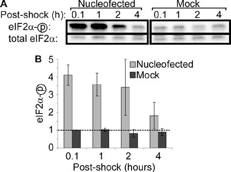 Figure 1 1 From Nucleoside Modifications Suppress Rna Activation Of Cytoplasmic Rna Sensors