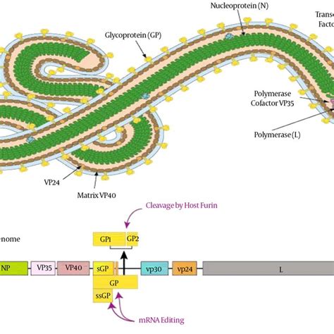 Structure And The Genome Of Ebola Virus 24 Download Scientific Diagram