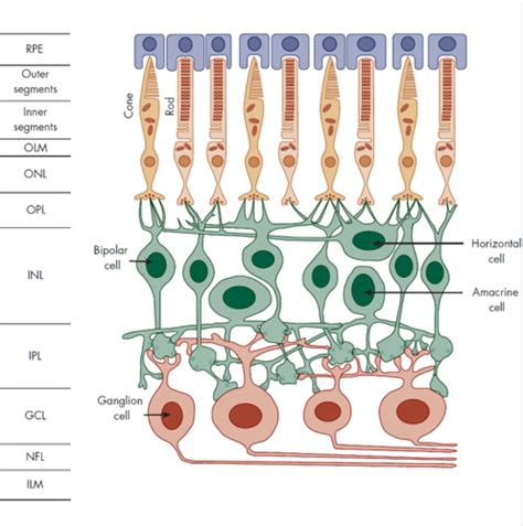 Lecture 2 Functional Retinal Physiology Flashcards Quizlet