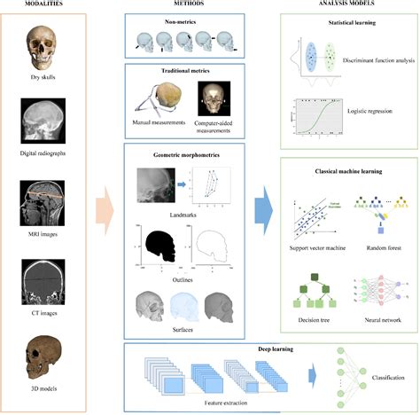 Figure 1 From Sex Estimation Techniques Based On Skulls In Forensic