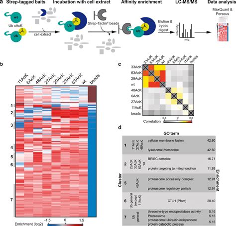 Identification Of Interactors Of Acetylated Ub Variants A Schematic