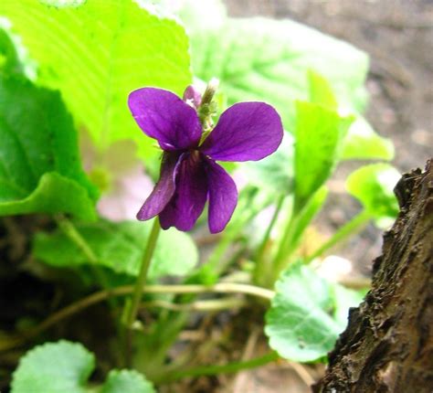 გაზაფხული