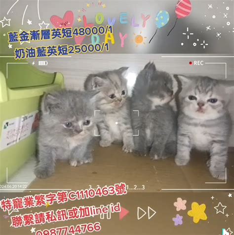幸福朵貓貓貓舍/各色英國短毛貓 小白故事 幼犬貓買賣知識分享 合法寵物店 幸福朵貓貓貓舍/各色英國短毛貓 小白故事 幼犬貓買賣知識分享 合法寵物店