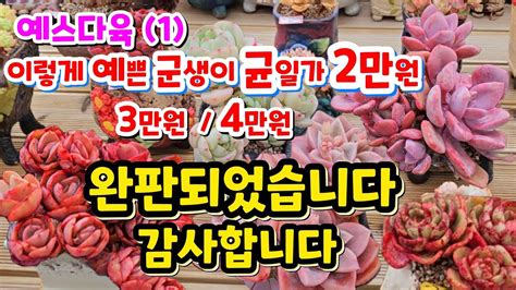 예스다육1 완판 예쁜 화분에 식재 다육이 2만원 균일가 3만원 4만원 Youtube