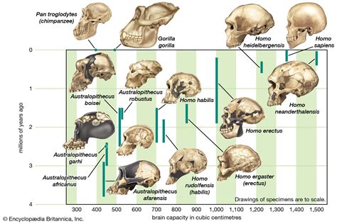 Homo Erectus Definition Characteristics Skull Diet Tools And Facts Britannica