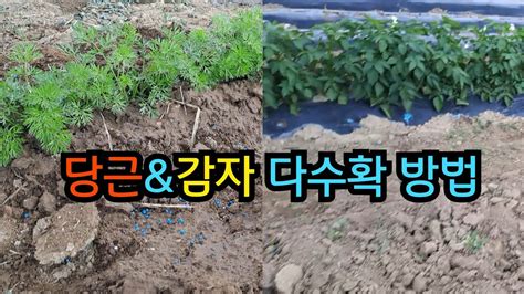 당근 감자 다수확 방법 추비 물주기 당근 감자 추비 다수확 농사브이로그 Youtube