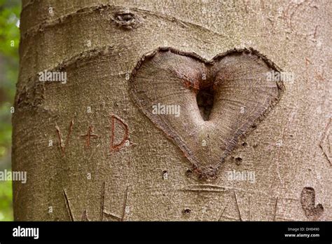 Letters Carved Into Tree Hi Res Stock Photography And Images Alamy