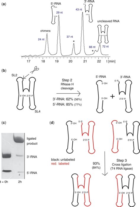 Rnase H Cleavage Step 2 And Direct Non Splinted Cross Religation