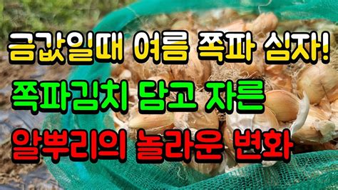 여름쪽파 이것 과 함께 심으면 병충해가 없어집니다 여름쪽파 심어 금값일때 수확하세요 쪽파뿌리 잘라 심어봤더니 놀라운 변화
