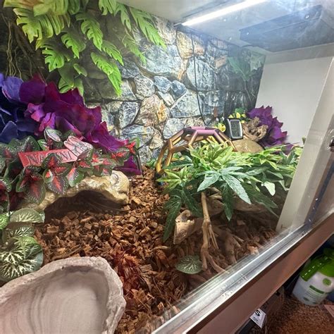 ball python custom name plaque etsy