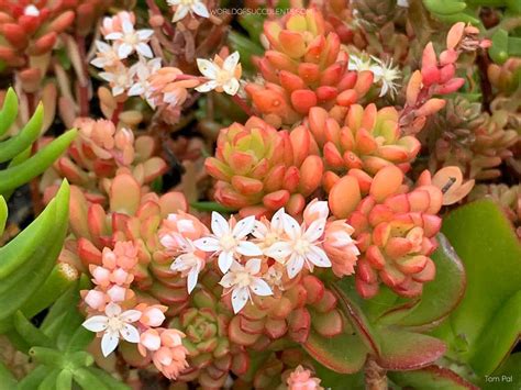 Sedum 'Joyce Tulloch' - World of Succulents