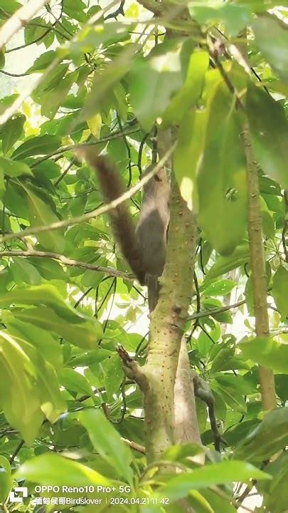 当松鼠碰上蟒蛇python Pythonstatus Squirrel Wildlife Shortsfeed Shortvideo Shortfeed Shortsvideo