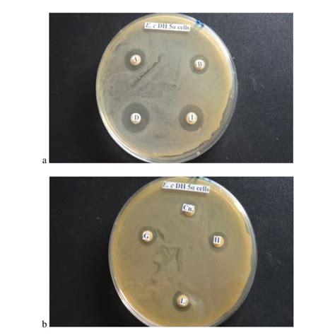 Api 50 Chl Results Of The Different Isolates Download Table