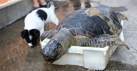 멸종위기종 푸른바다거북