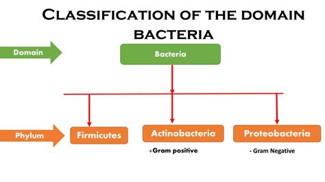 Classification Of Bacteria Pdf