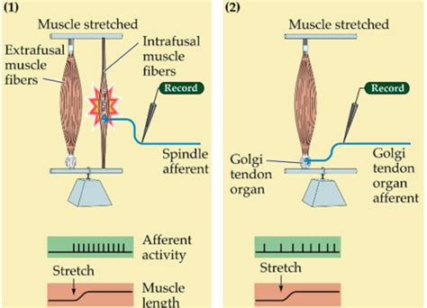 Lower Motor Neuron Circuits Flashcards Quizlet