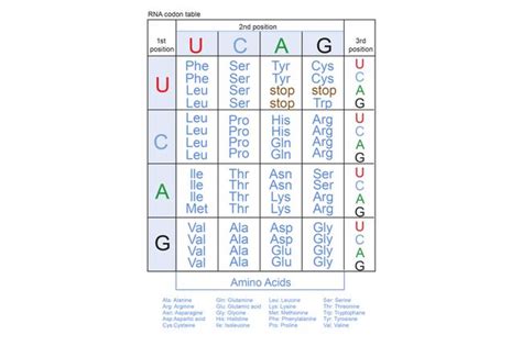 Genetic Code And RNA Codon Table