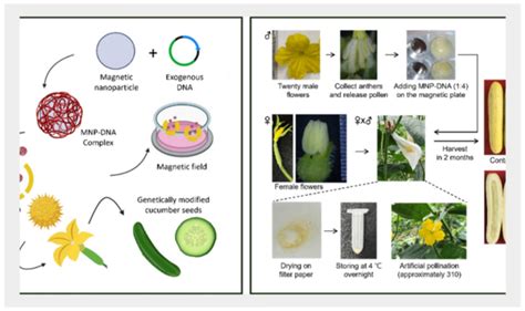 부산대 나노입자 기반 유전자 변형 기술 개발 농업 혁신 기대