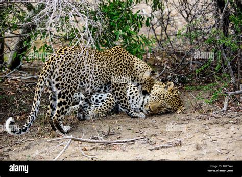 Female Leopard Trying To Arouse Her Unwilling Partner Stock Photo Alamy