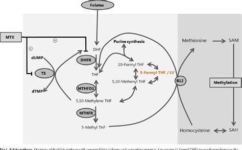 Folic Acid Pathway Methotrexate