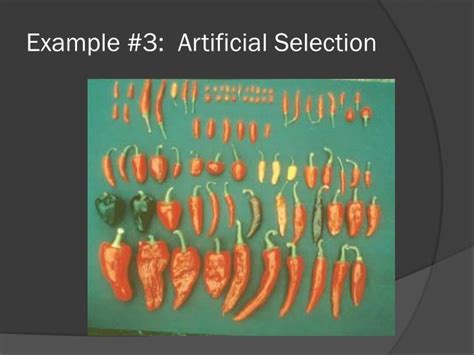 Examples Of Artificial Selection Of Organisms At Susan Cummings Blog