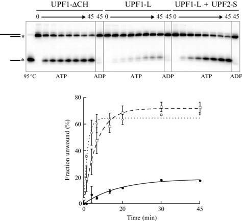 6 Unwinding Assay Monitored Upf1 Helicase Activity A Representative Download Scientific
