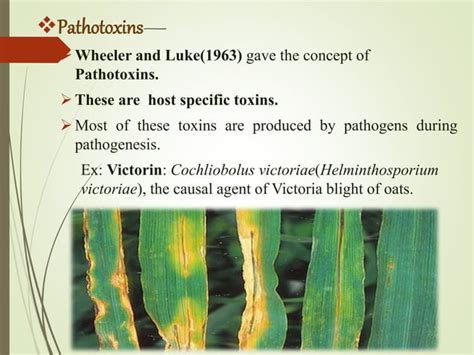 Role Of Microbial Toxins In Plant Pathogenesis Pptx
