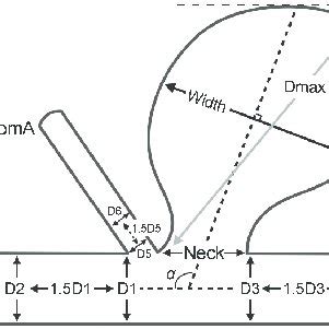 Definition Of Morphological Parameters Size Dmax Aspect Ratio Download Scientific Diagram